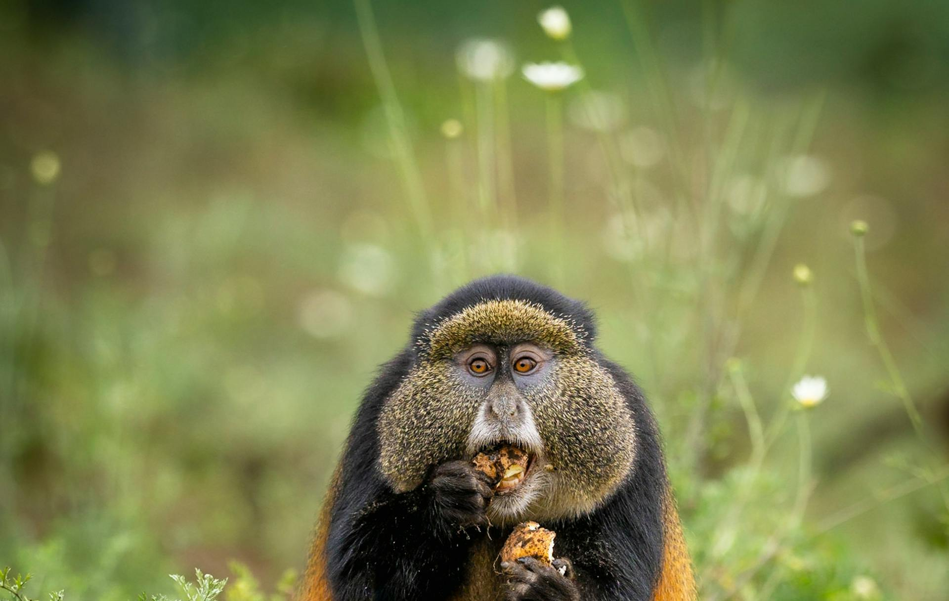 4-Day Mgahinga Gorillas & Golden Monkey Tour