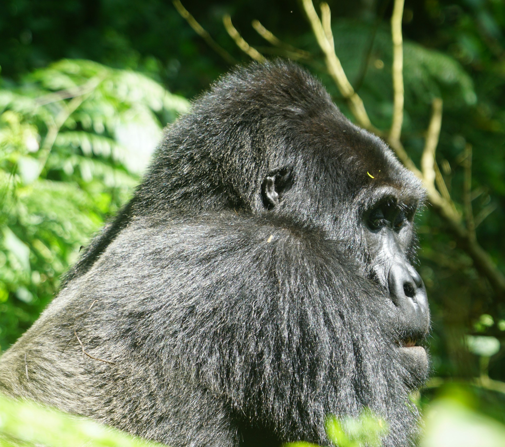 Animals & Wildlife in Mgahinga National Park Uganda