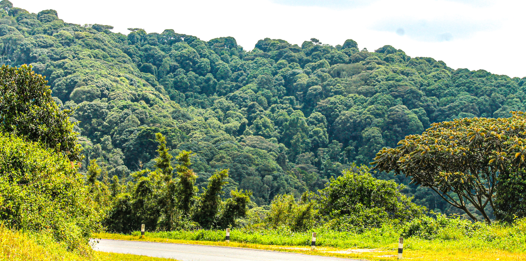 Echuya Forest Reserve Uganda Travel Guide